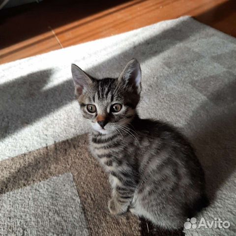 Кошка