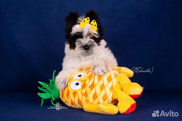 Щенки бивер йорка