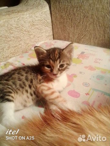 Кошка в дар