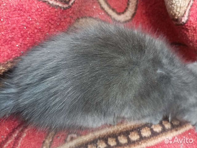 Шотландский котик висло ухий