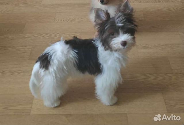 Мальчик биройорк