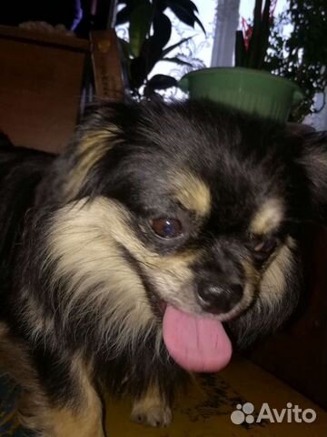 Чихуахуа с пикинесом помесь