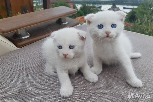Британские вислоухие котята