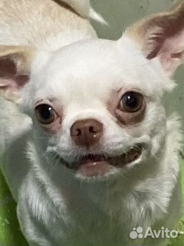 Молодая взрослая девочка Белка