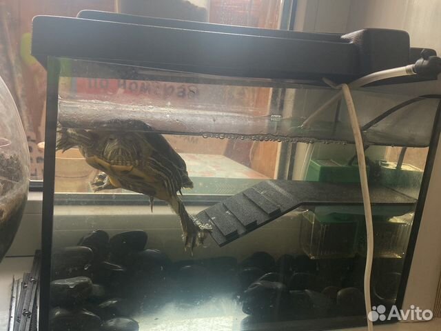 Красноухая черепаха