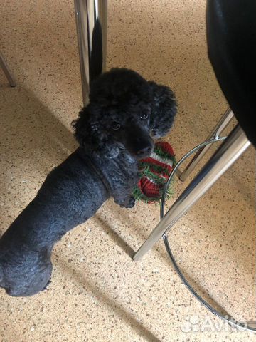 Карликовый пудель