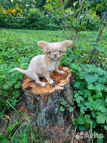 Девочка чихуа 650 гр счастья
