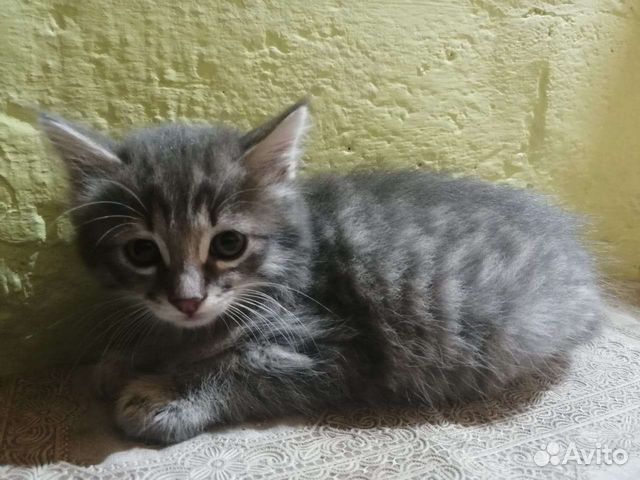 Котенок с коротким хвостом