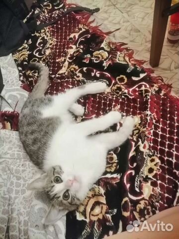 Кот'э