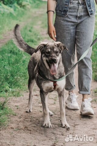 Собака-подросток Гретта ищет дом