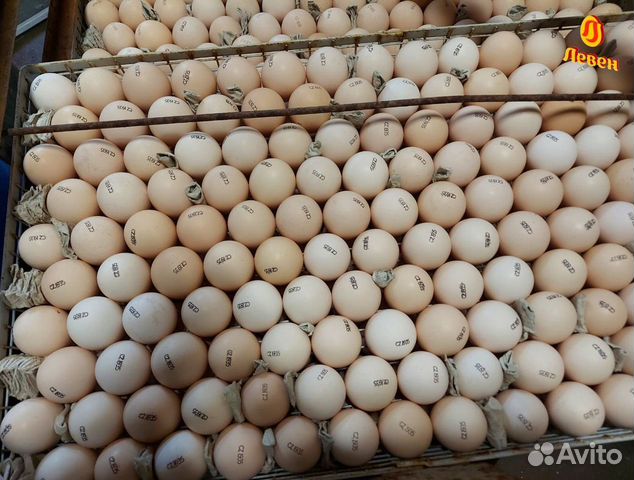 Цыплята бройлера. Инкубационное яйцо
