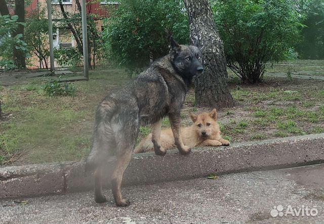 Дворовый пёс ищет хозяев