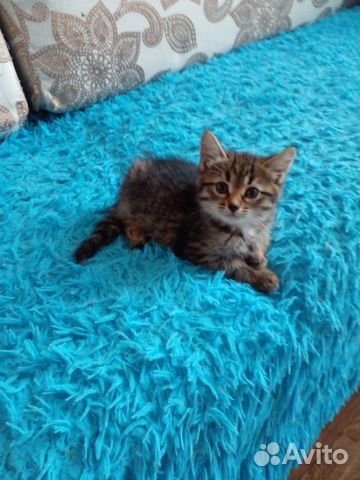 Котенок от крысоловки