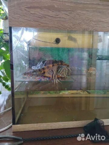 Красноухая черепаха Марьино