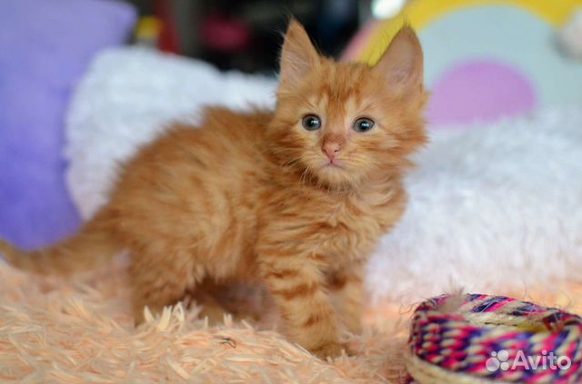 Котенок Солнышко