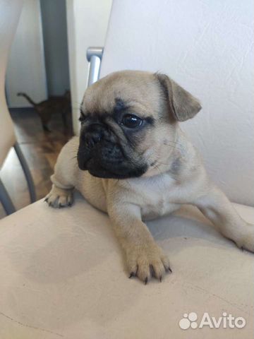 Французский бульдог щенки