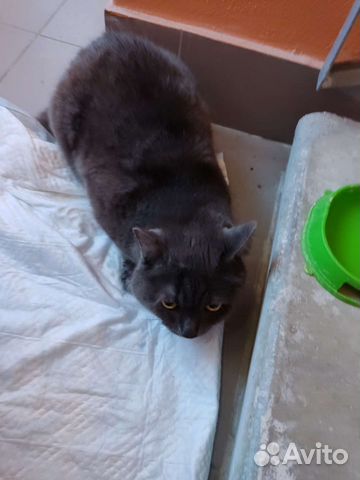 Котику нужен дом, умер хозяин