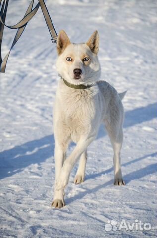 Пандора HuskyEkb