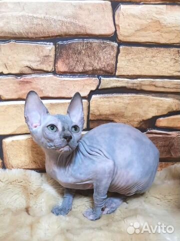 Великолепная девочка