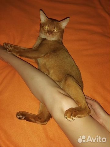 Ищем котоняню