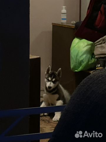 Сибирский хаски