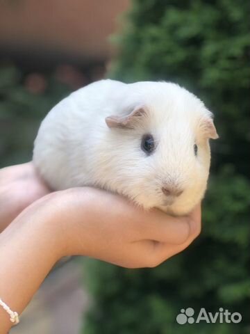 Морская свинка аннлийский селф