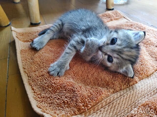 Чудо - чудное в добрые руки