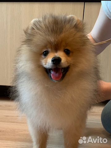 Щенок шпица. РКФ