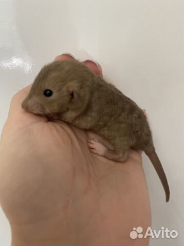 Крысята крысы дамбо