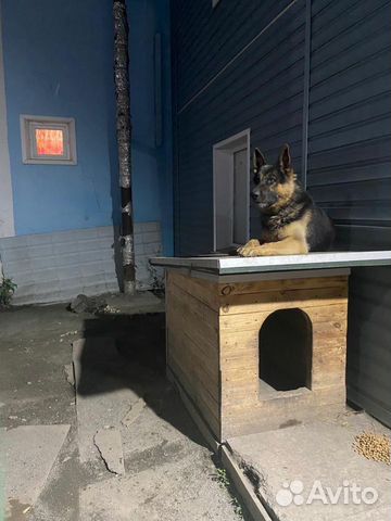 Случка собак овчарка кобель