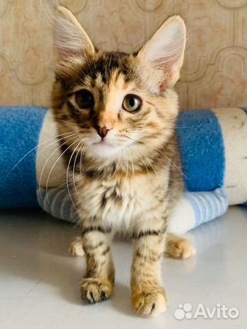 Шпулка ищет дом