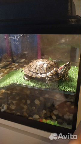 Черепаха красноухая даром