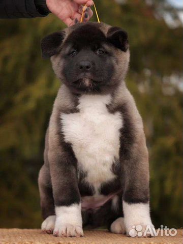 Американская акита девочка