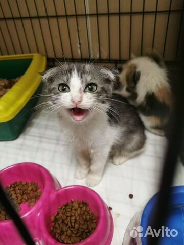 Скоро будет искать дом, кошечка