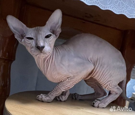 Донской сфинкс