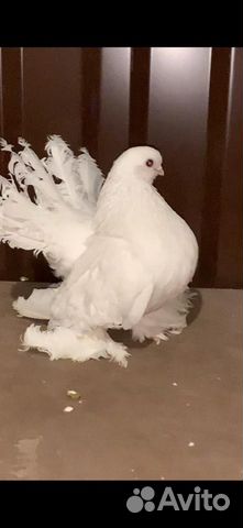 Продажа голубей