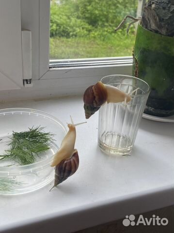 Улитки ахатины