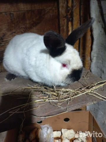 Калифорнийский самец