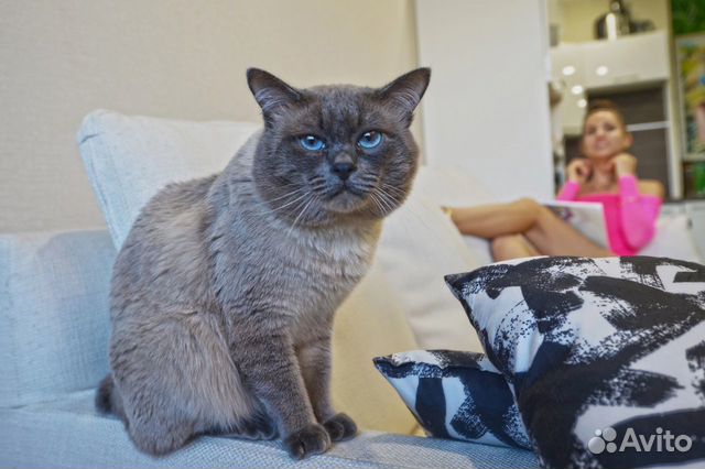 Меконгский бобтейл вязка мальчик