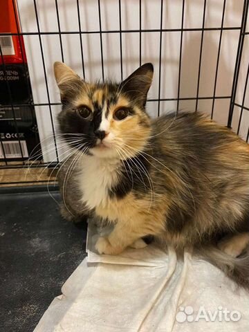 Эту красавицу ждёт улица