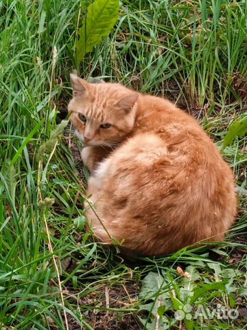 Кто потерял кота