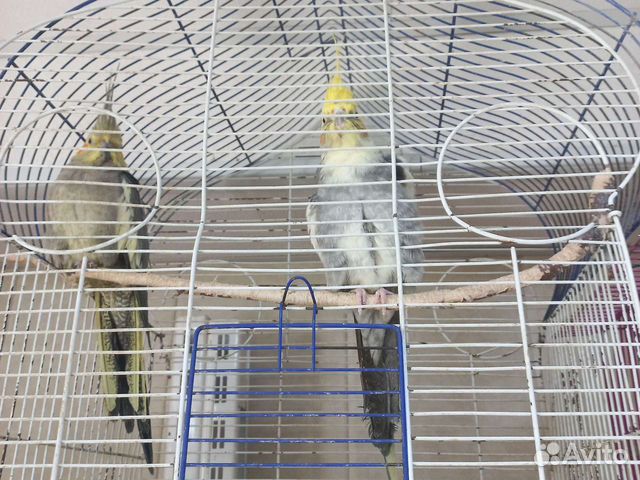 Попугай корелла