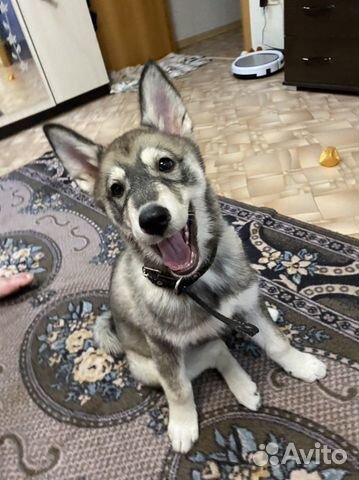 Маленькая собака