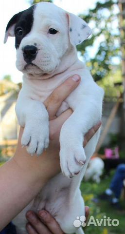 Щенки питбуля