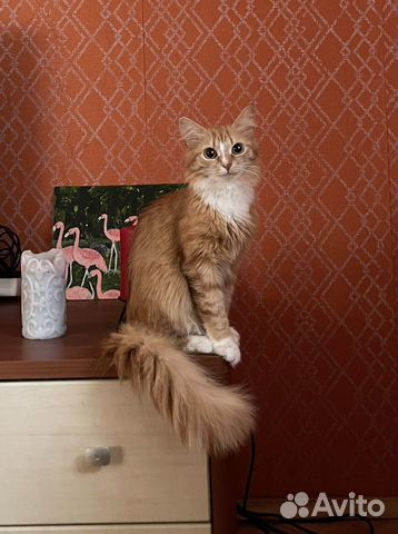 Норвежская лесная кошка бесплатно
