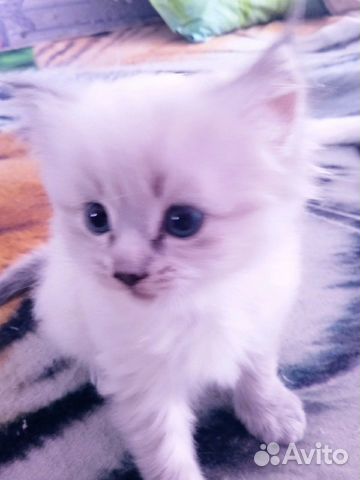 Сибирские котята