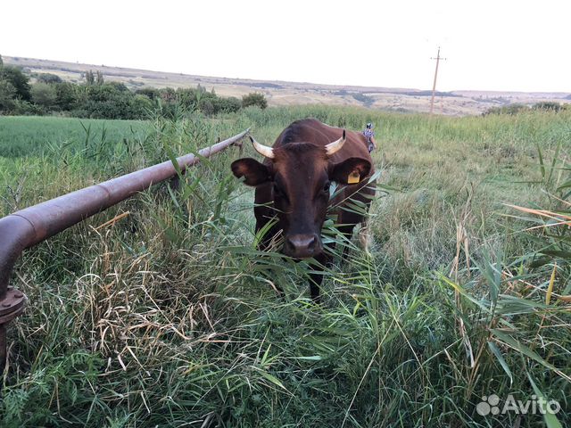 Продается корова, второй отел в сентябре