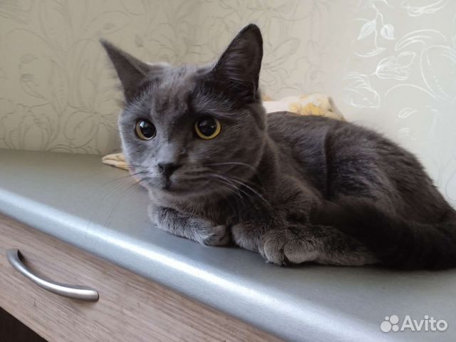 Кошечка в добрые руки