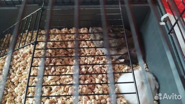 Продам джунгарских комячков