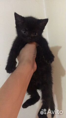 Британские котята